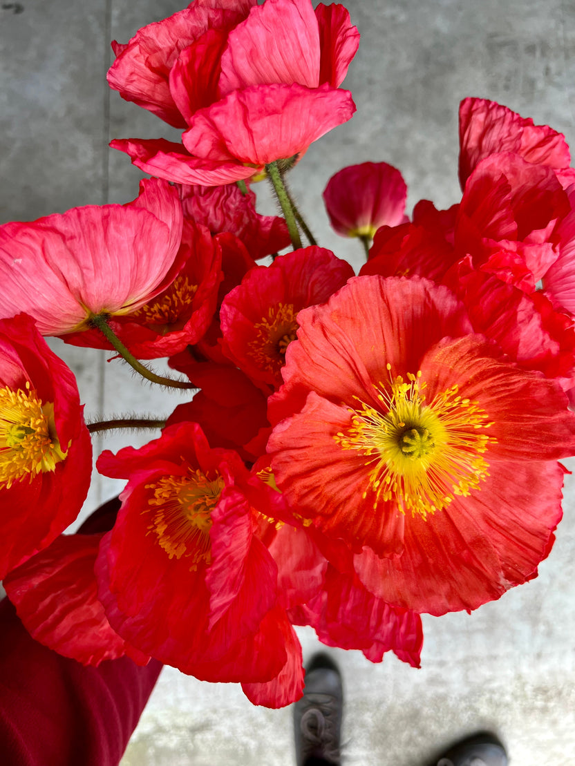 Arctic Blast SALE! – Diddle and Zen